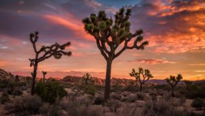 Seasonal Guide to Weather in Joshua Tree - International Travelers House