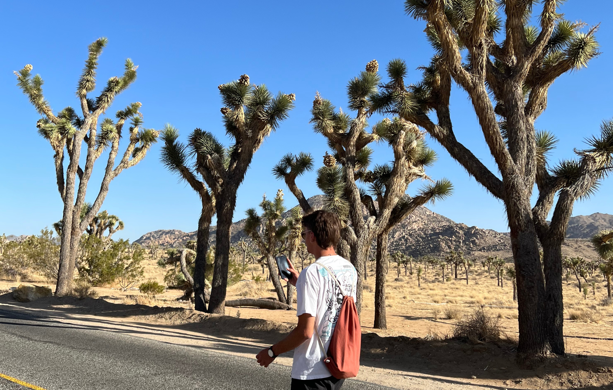 Visiting Joshua Tree in Spring Tips - ITH Hostels